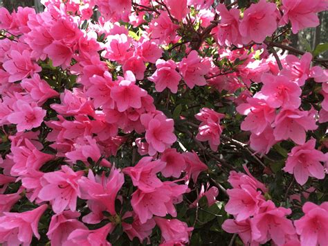 Prima10 Indo Em Frente