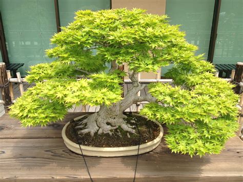 How To Make Your Own Bonsai Tree