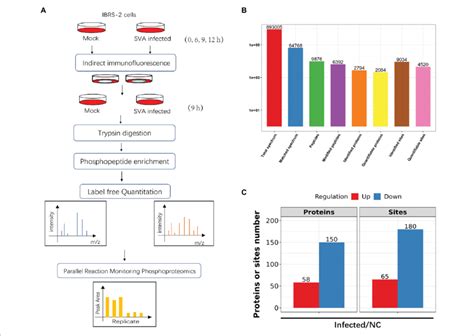 A Quantitative Overview Of The Phosphoproteomic Analysis Of Download Scientific Diagram