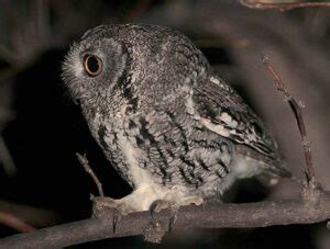 Western Screech Owl Id Facts Diet Habit And More Birdzilla