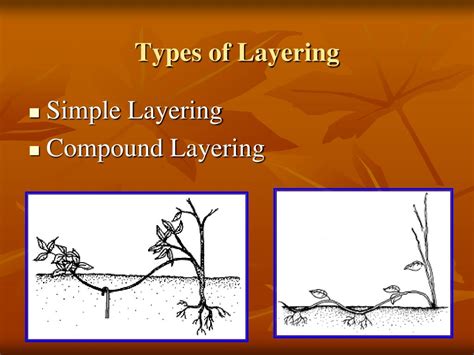 Types Of Layering In Plant Propagation At Karen Spaulding Blog
