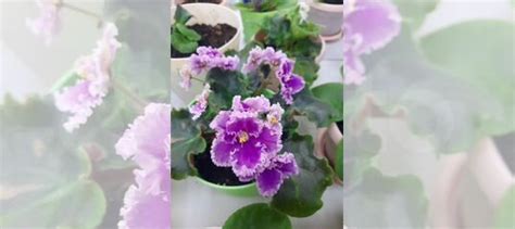 Фиалки купить в Санкт-Петербурге | Товары для дома и дачи | Авито