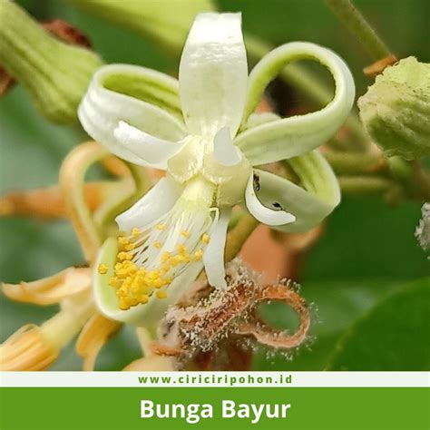 Ciri Ciri Pohon Bayur Pterospermum Javanicum — Ciriciripohon Id