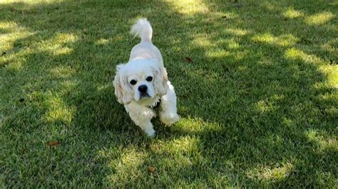 코카스파니엘♡투투♡ 아프리카tv Vod