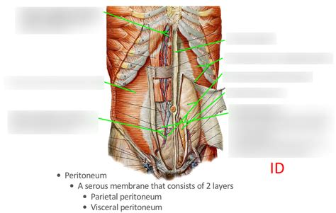 Deep Anterior Abdominal Wall Diagram Quizlet
