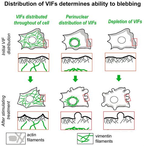 Plasma Membrane Blebbing Is Controlled By Subcellular Distribution Of