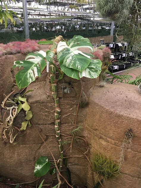 Stage 5 Clinger Botanicalporn