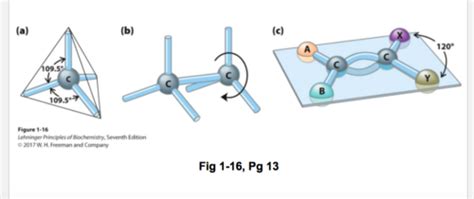 BIOC Midterm Flashcards Quizlet BIOC Midterm Flashcards Quizlet