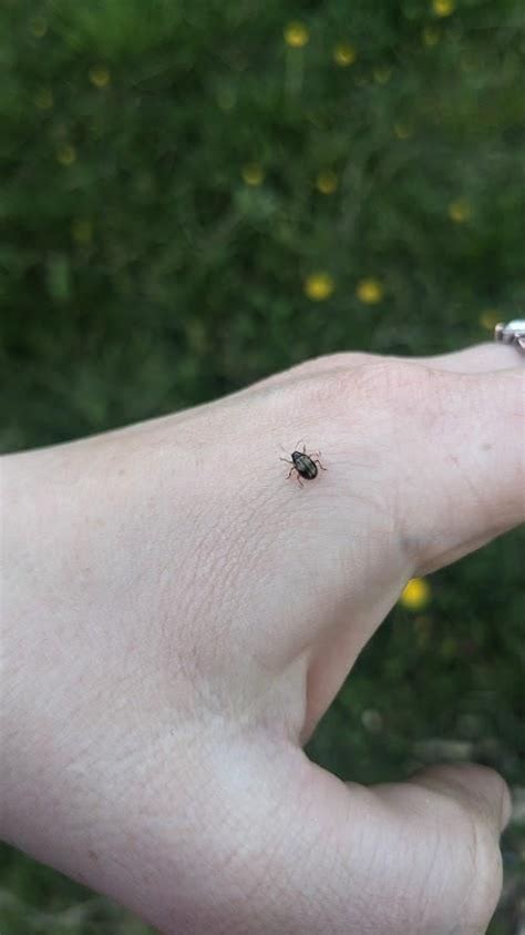 Tiny Guy I Cant Identify R Whatsthisbug