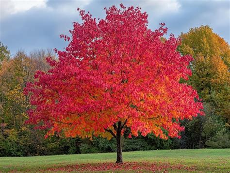 Amur Maple Acer Ginnala Tree With Vibrant Red Autumn Leaves Premium