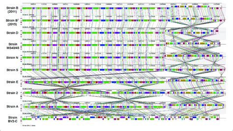 multiple sequence alignments calculated by mauve global multiple