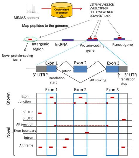 Proteogenomics Concepts Applications And Computational Strategies