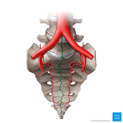 Median Sacral Artery Anatomy Branches Supply Kenhub