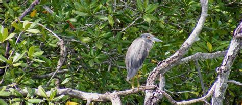 Tamarindo Mangrove And Estuary Travel Excellence