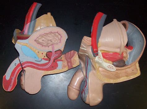 Tissue Diagram Quizlet