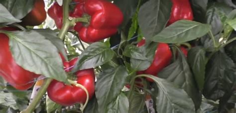 Як виростити перець з насіння Читайте на Ukr Net