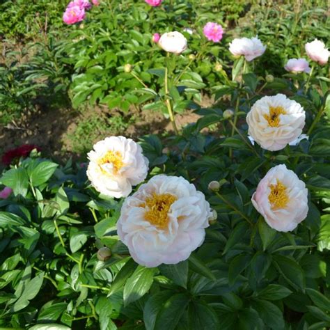 2010blassrosa Neuheit