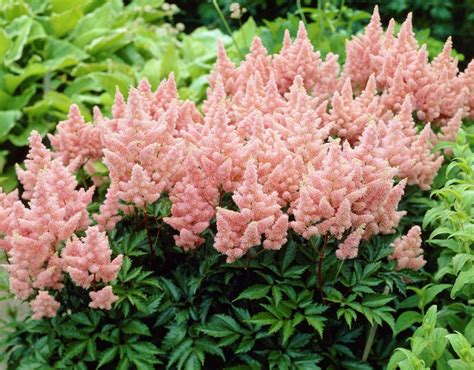 Astilbe arendsii Sister Theresa | Astilbe | Pinterest | Astilbe arendsii