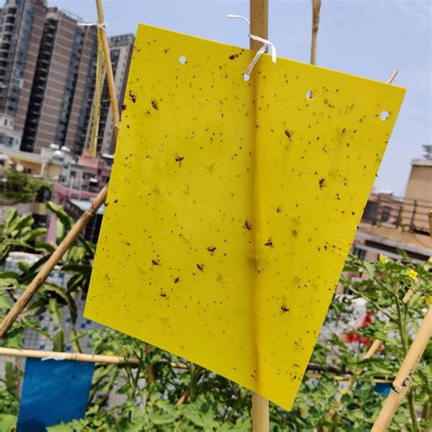 粉虱的概述和防治 知乎