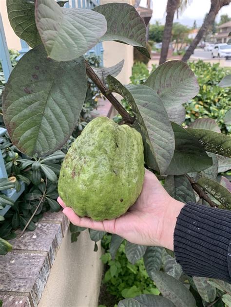 When Can I Pick My Giant Vietnamese Guava Rgardening