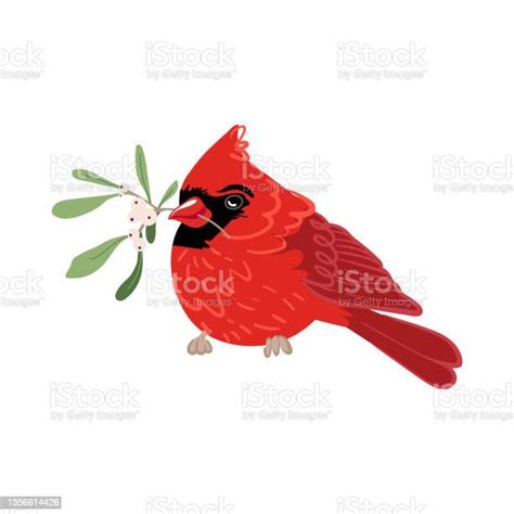 붉은 추기경은 겨우살이 가지를 잡습니다 흰색 배경에 격리 휴일 겨울 벡터 일러스트 플랫 스타일 크리스마스 인사말 카드 일러스트레이션 0명에 대한 스톡 벡터 아트 및 기타