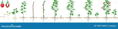 Stages Of Raspberry Growth From Germination A Seed To Plant With Green Leaves Vector