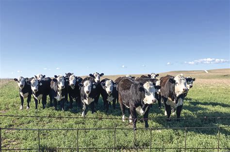 Building A New Breed The American Black Hereford Ag Proud