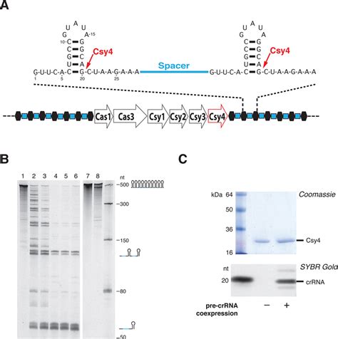 Sequence And Structure Specific Rna Processing By A Crispr Endonuclease Pmc Sequence And Structure Specific Rna Processing By A Crispr Endonuclease Pmc