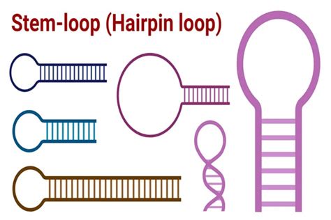 ساختار Stem Loop ساختار سنجاق‌سری ویژگی‌ها، انواع، نمونه و کاربر‌دها درگاه علوم پزشکی ایران