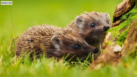 17 Different Types Of Hedgehogs In The World With Pictures