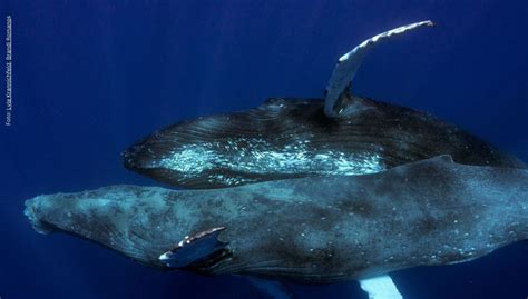 Gleichgeschlechtlicher Sex Bei Walen Und In Der Tierwelt Grd
