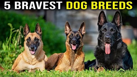 Military Dog Breeds The Bravest And Most Loyal Service Canines Rencq