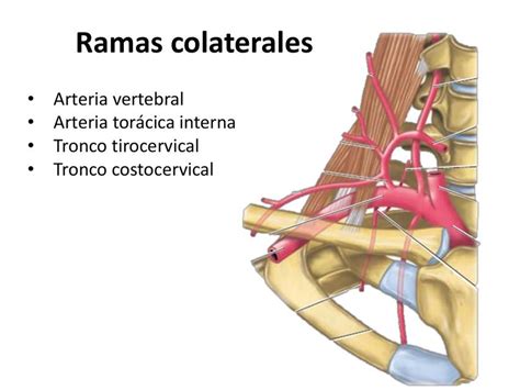 Ramas De La Arteria Vertebral