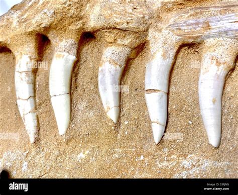 Fossil Teeth Banque De Photographies Et Dimages à Haute Résolution Alamy