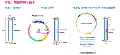 噬菌体展示技术的关键步骤流程 知乎