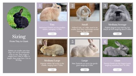 How Big Is A Full Grown Mini Lop