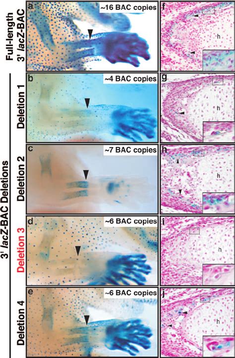 Numerous Cis Regulatory Sequences Are Dispersed Throughout The Distant Download Scientific