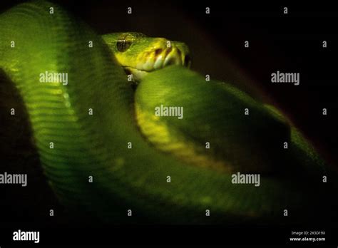 Green Python Morelia Viridis A Species Of Snake In The Pythonidae