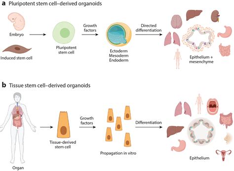 Organoid Models For Infectious Disease Pmc