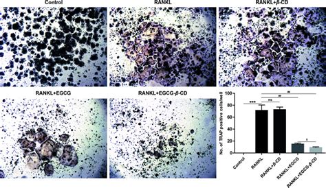 Octet Data Analysis Software Version 7 0 Fortebio Bioz