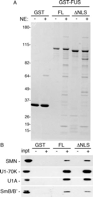 The Nls Of Fus Is Not Required For Direct Interactions With Smn