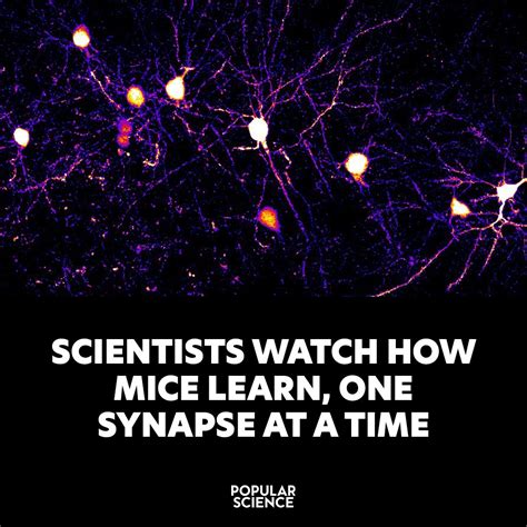 150 Scientists Use Ai To Create Largest 3d Map Of Mouse Cerebral Cortex