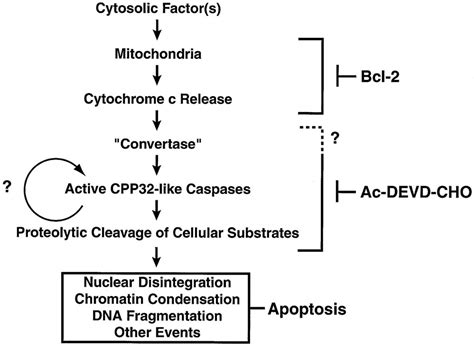 Cytochrome C Activation Of Cpp32‐like Proteolysis Plays A Critical Role In A Xenopus Cell‐free