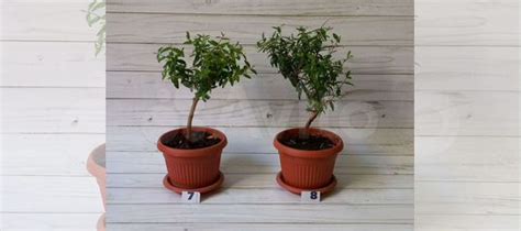 Миртовое дерево купить в Краснодаре | Товары для дома и дачи | Авито