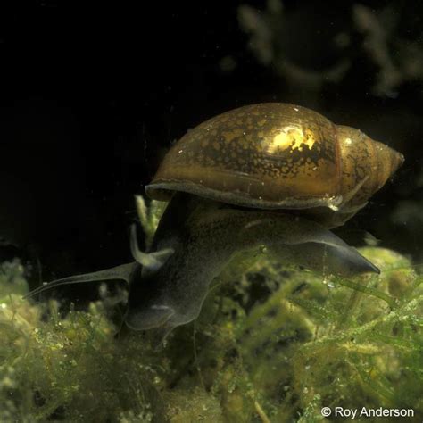 Physella Alchetron The Free Social Encyclopedia