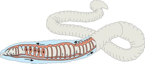 34 Circulatory System Earthworm Stock Vectors And Vector Art Shutterstock