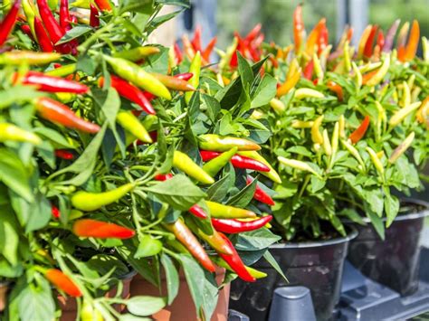 Cabai Bencong Di Dapur Sudah Hadir Fakultas Pertanian Universitas Medan Area