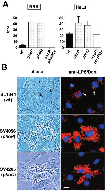The Phop Phoq Two Component Regulatory System Is Re Quired To Download Scientific Diagram