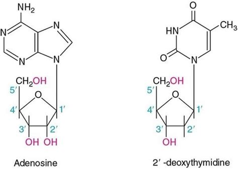 Biochemistry Chapter 6 Flashcards Quizlet