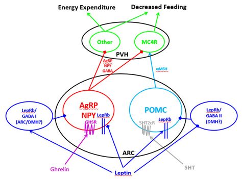 Figure 2 Lepr Isoforms And Signaling Lepra Endotext Ncbi Bookshelf